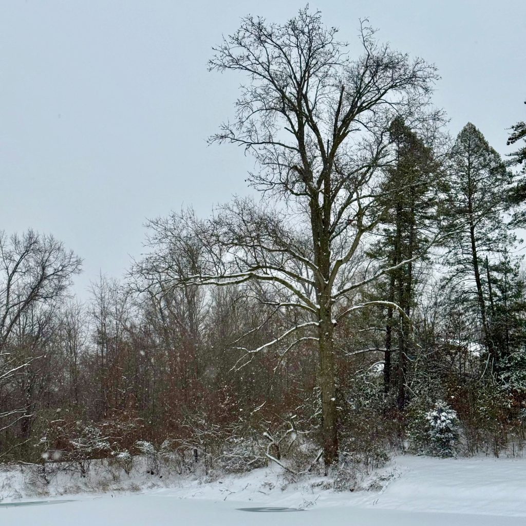 Snowmageddon 2026 – Amanda Markel